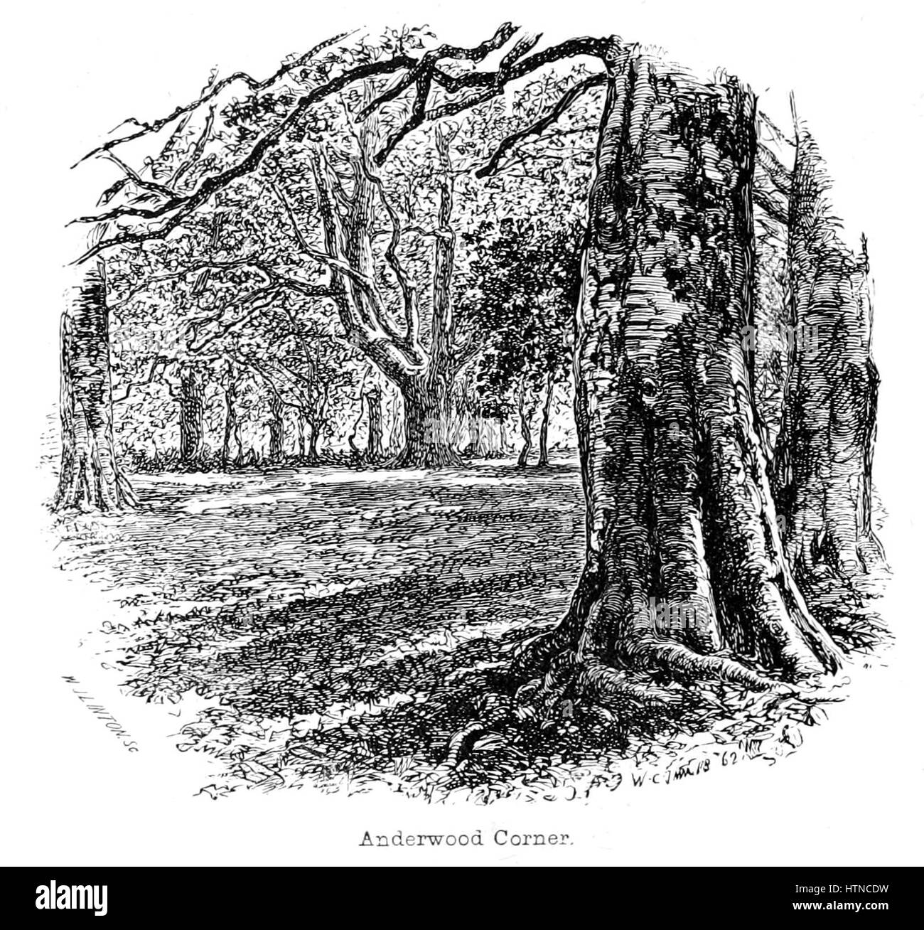 The New Forest its history and its scenery - page 172 Stock Photo - Alamy