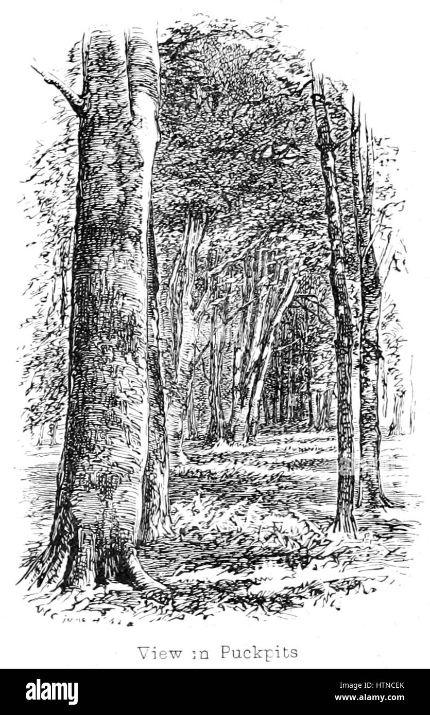 The New Forest its history and its scenery - page 112 Stock Photo - Alamy