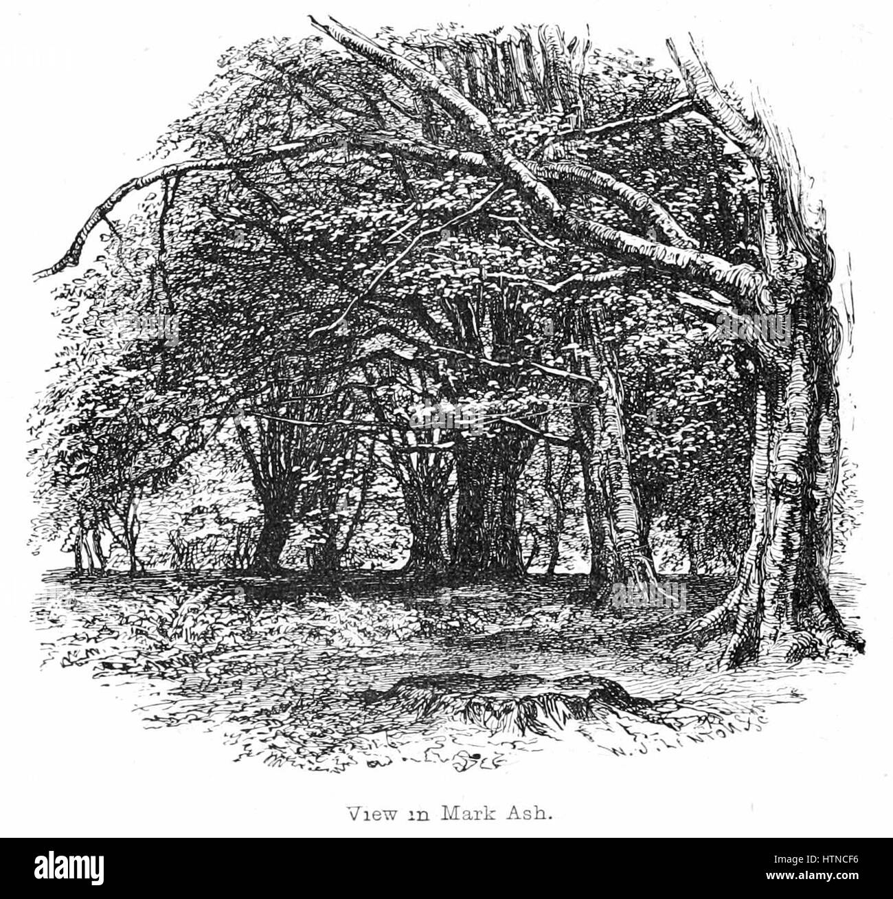 The New Forest its history and its scenery - page 158 Stock Photo - Alamy