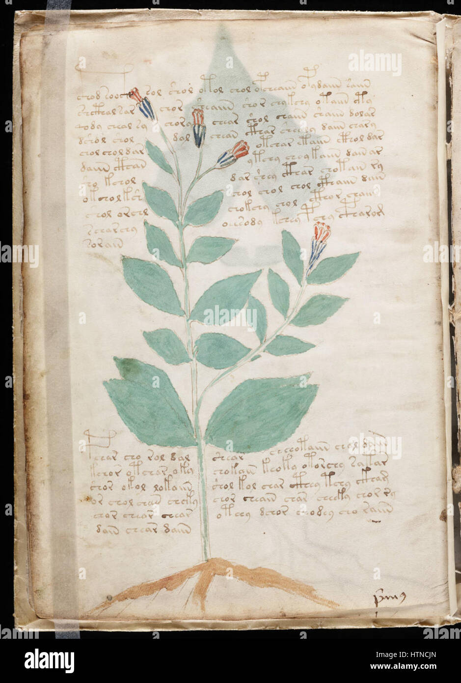 The Voynich Manuscript, a mysterious and undecoded work, contains ...