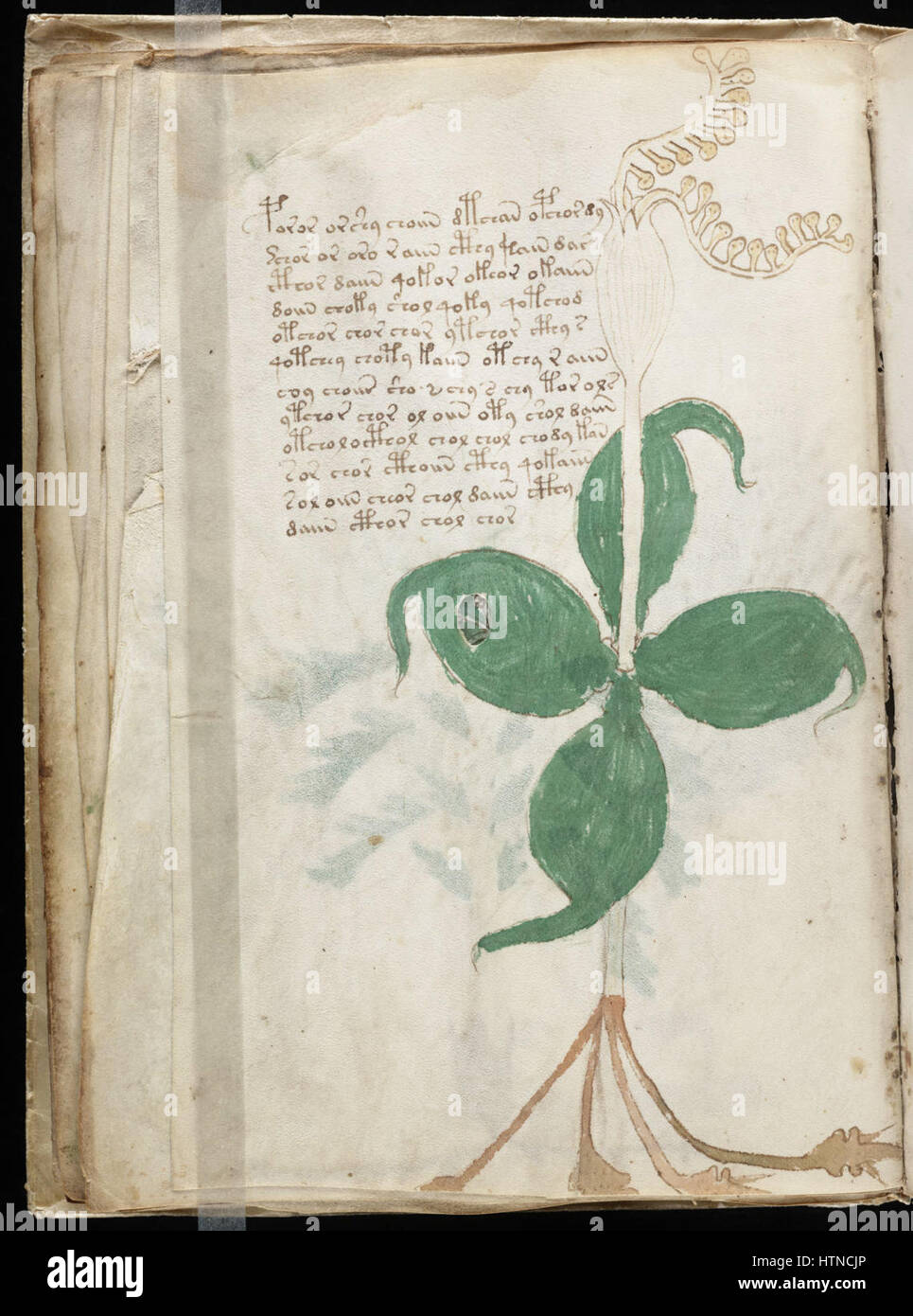 The Voynich Manuscript is an illustrated codex with an unknown script ...