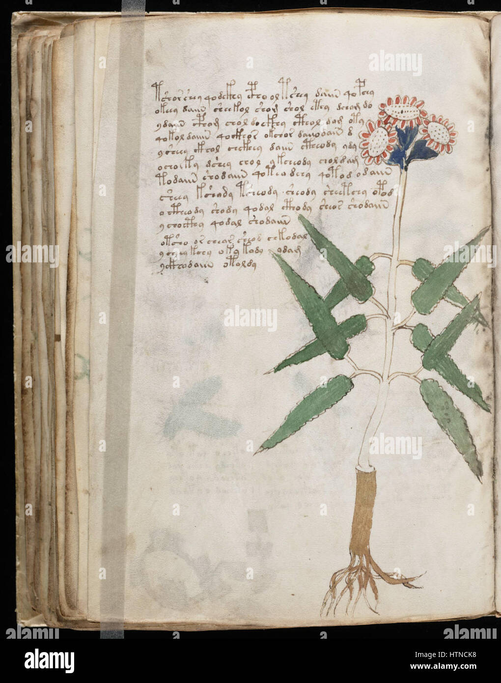 The Voynich Manuscript (106) is a 15th-century illustrated codex ...
