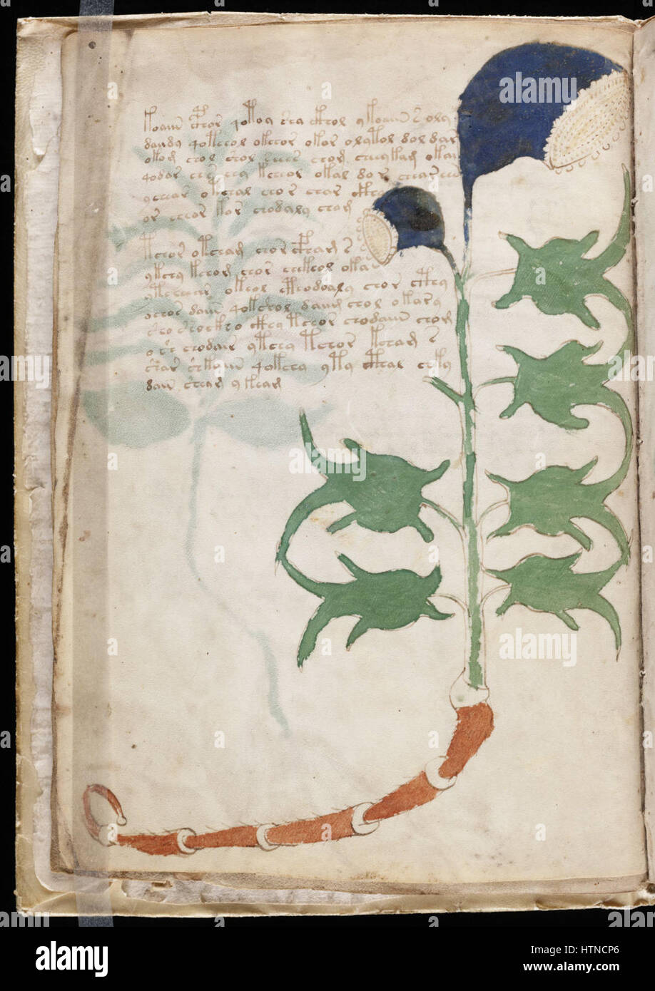 The Voynich Manuscript is a mysterious and undeciphered book, filled ...