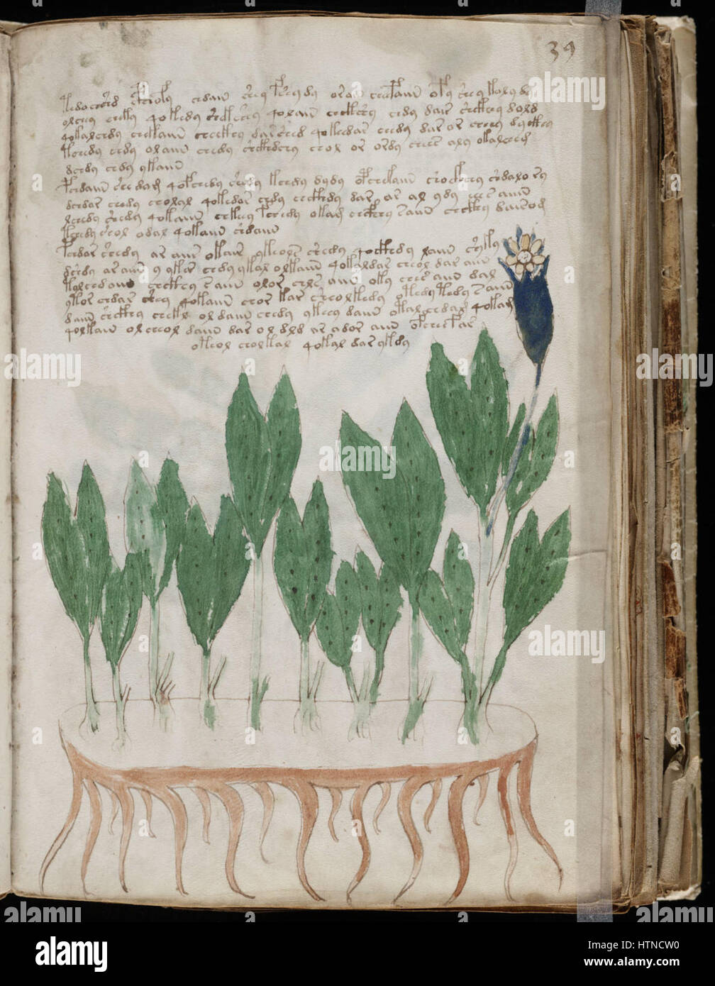 The Voynich Manuscript is a mysterious and undeciphered manuscript ...