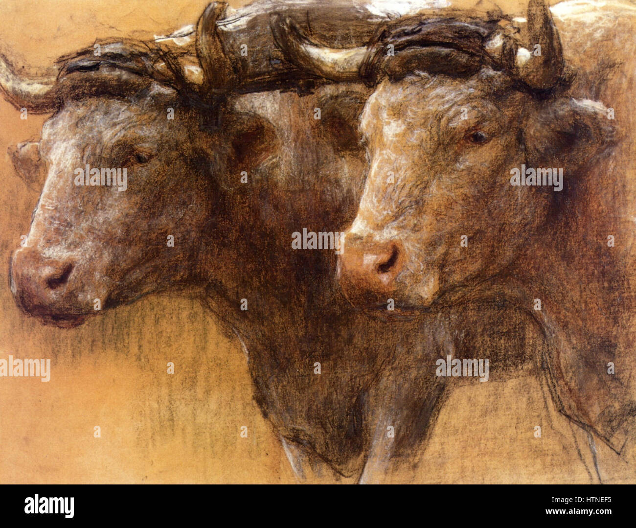 'Study of Ox Heads' by Léon Lhermitte, painted in 1908, is a study in ...
