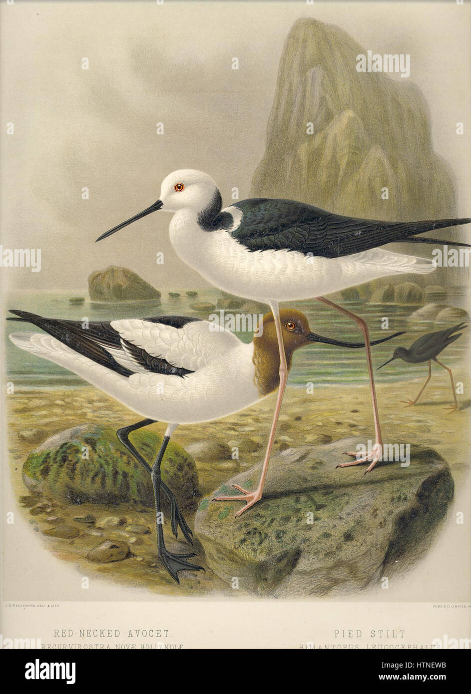 Avocet drawing hi-res stock photography and images - Alamy