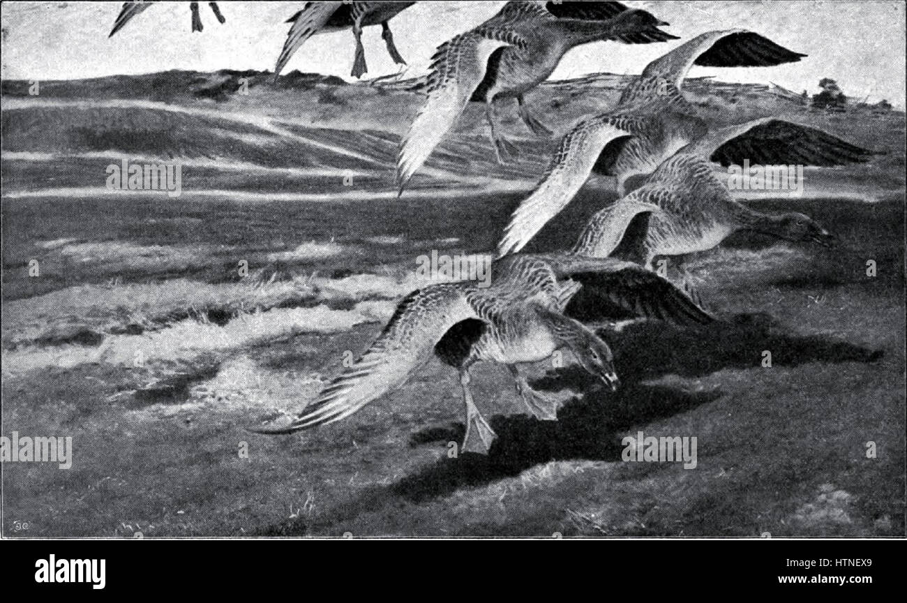 The illustration from Nils Holgersson's first volume depicts the ...