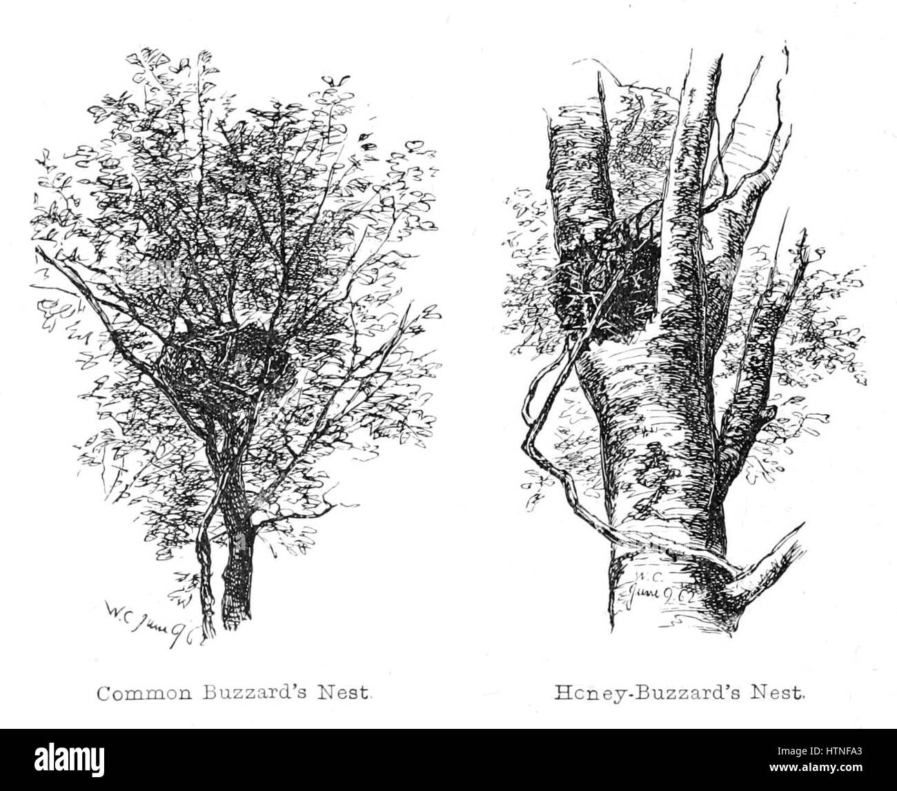 The New Forest its history and its scenery - page 266 Stock Photo - Alamy