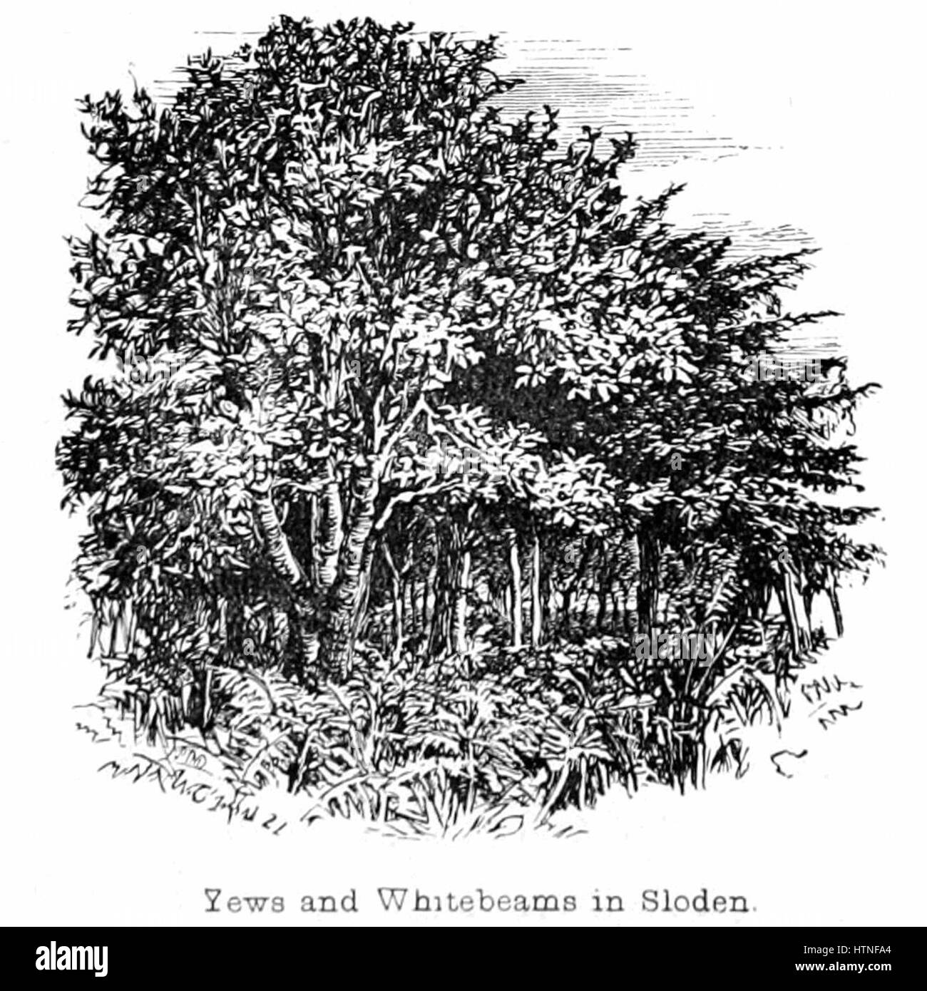 The New Forest its history and its scenery - page 115 Stock Photo - Alamy