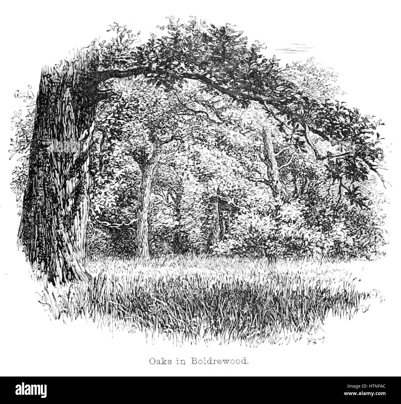 The New Forest its history and its scenery - page 091 Stock Photo - Alamy