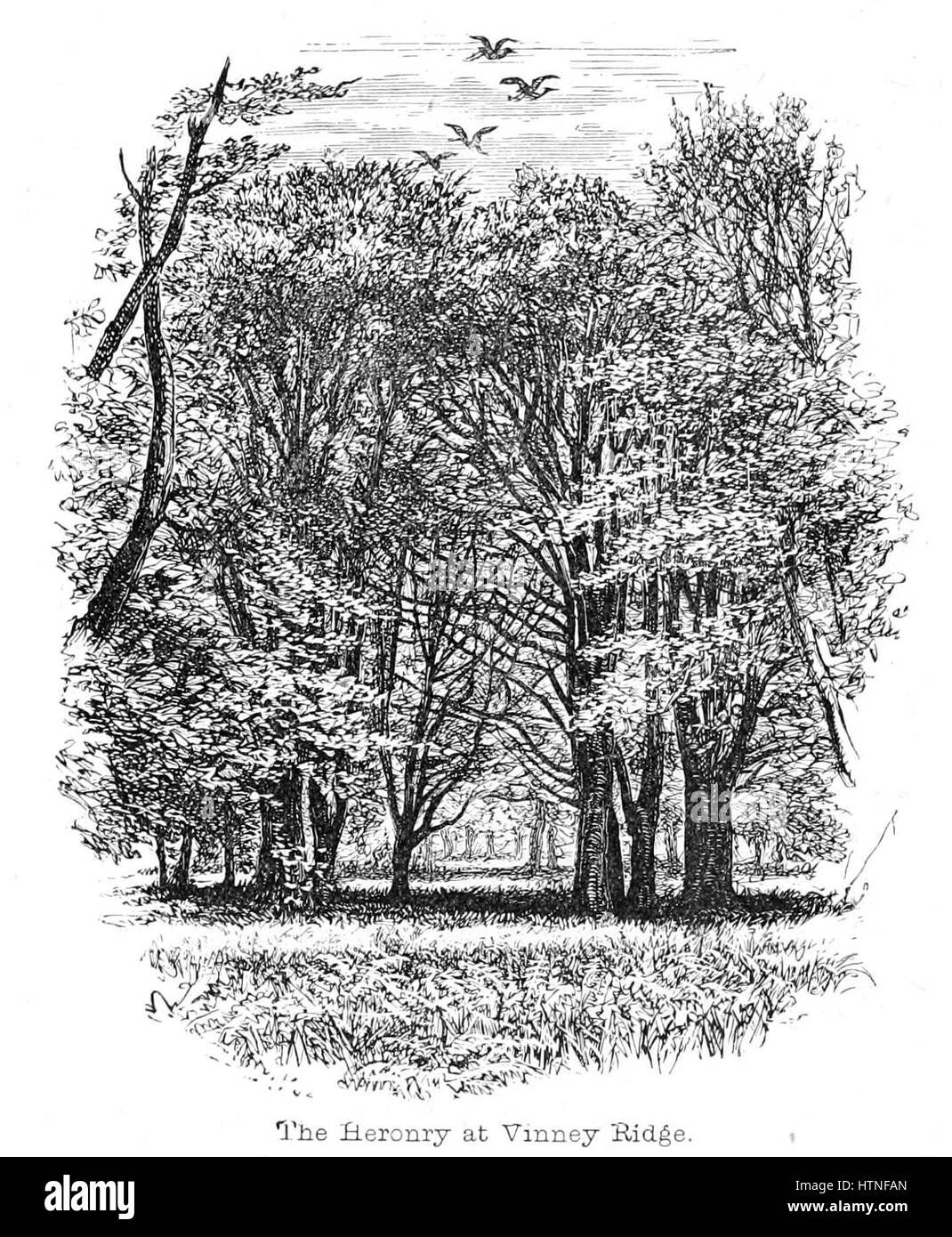 The New Forest its history and its scenery - page 258 Stock Photo - Alamy
