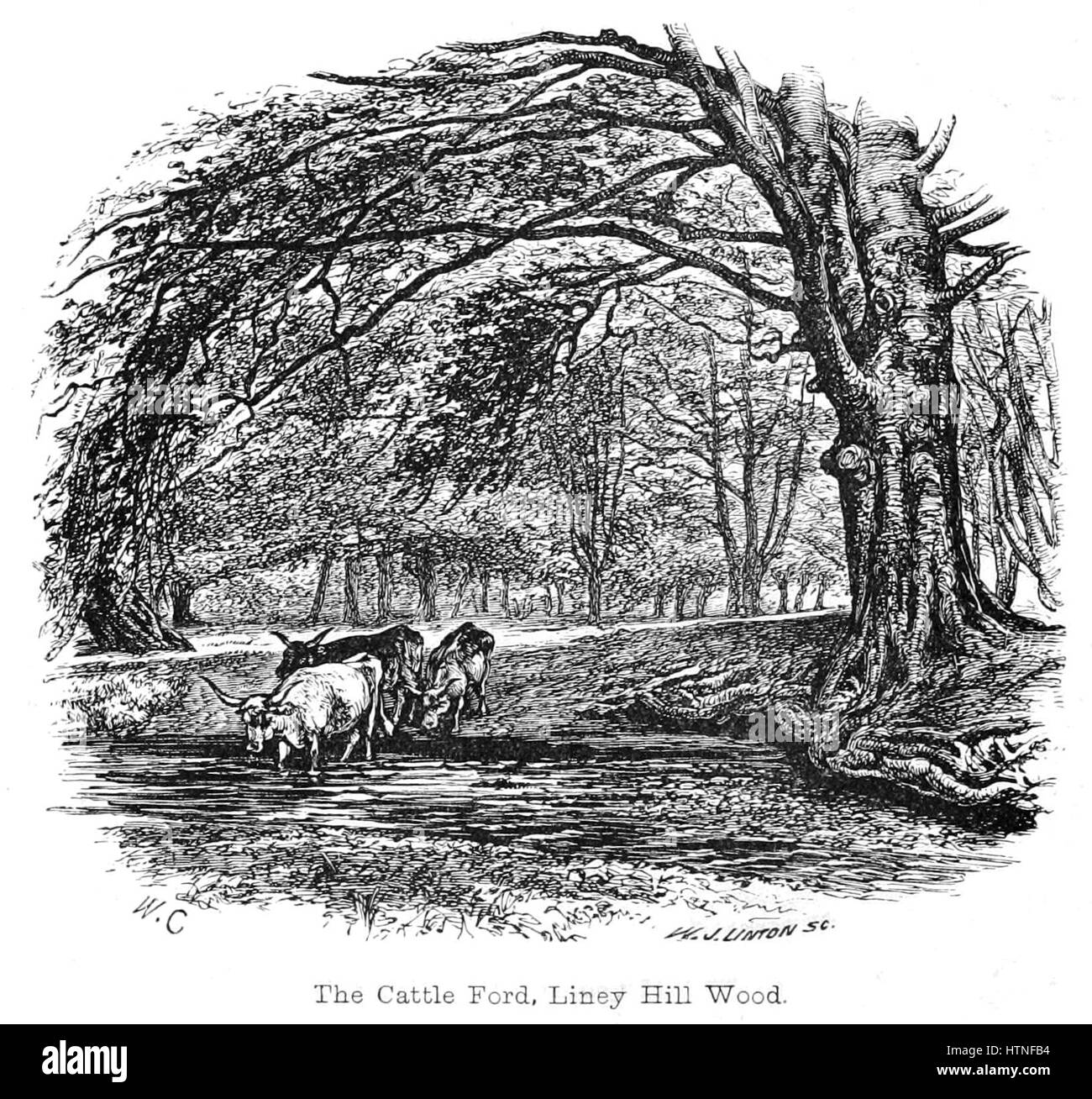 The New Forest its history and its scenery - page 020 Stock Photo - Alamy