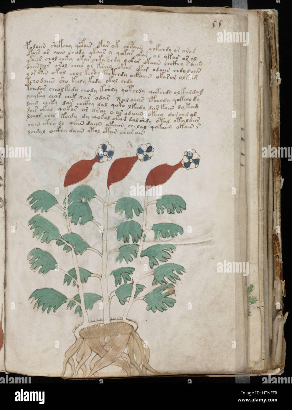The Voynich Manuscript, a mysterious and undeciphered book, contains ...