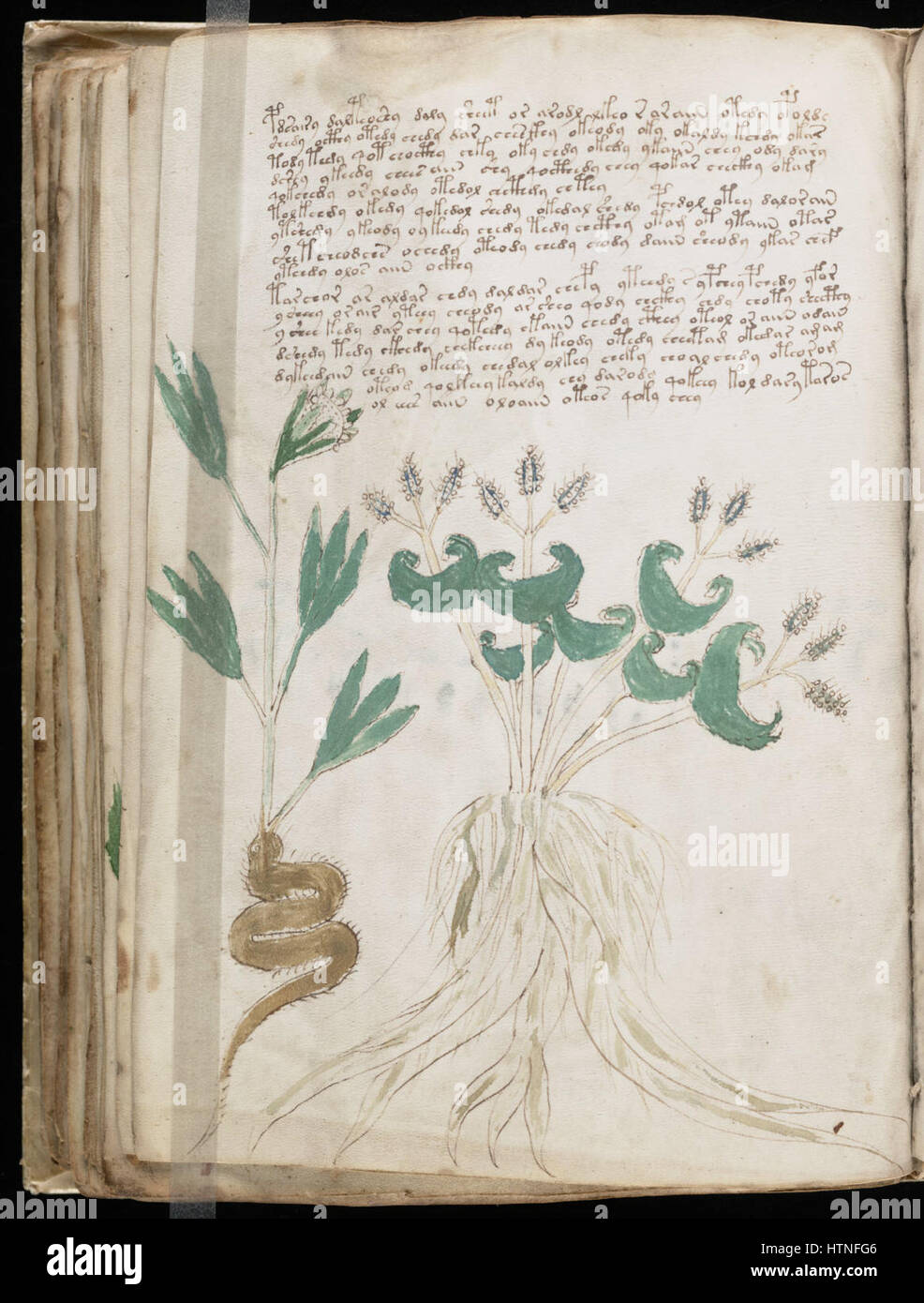 The Voynich Manuscript is a mysterious, undeciphered text, filled with ...