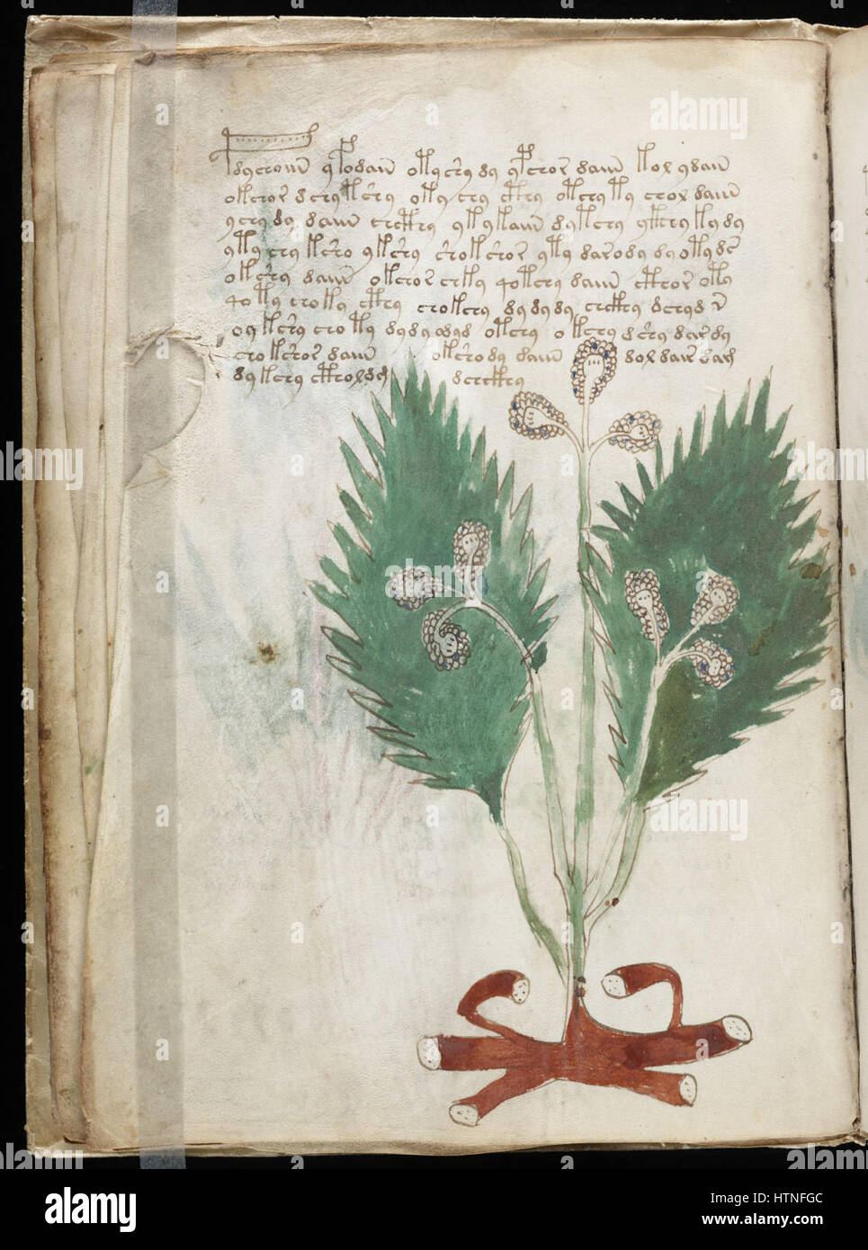 The Voynich Manuscript is an enigmatic 15th-century manuscript filled ...