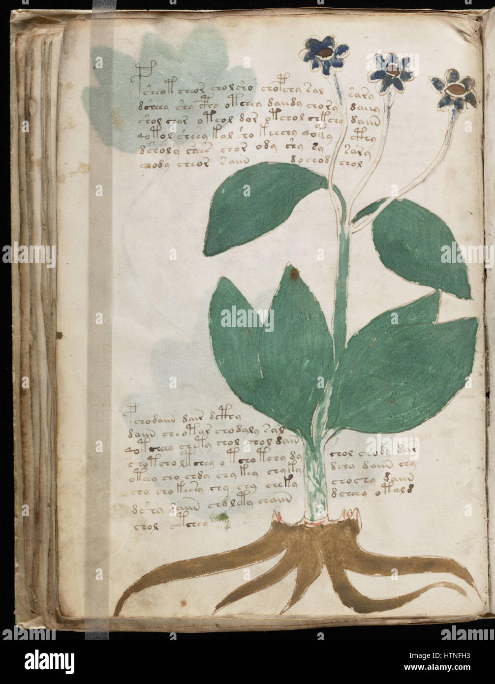 The Voynich Manuscript (94) is an illustrated codex written in an ...