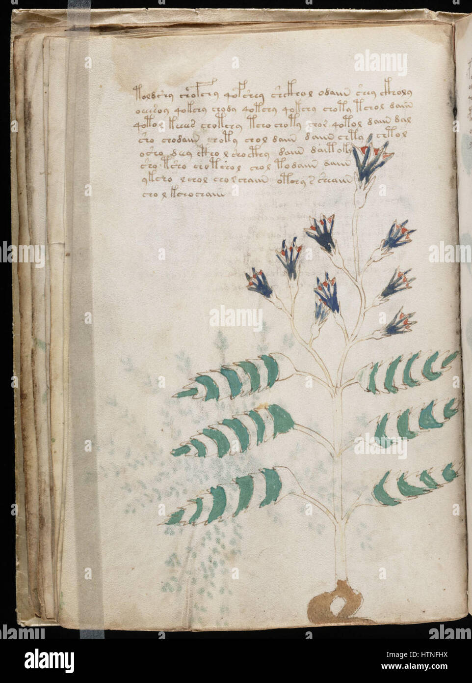 The Voynich Manuscript is a mysterious, undecoded text filled with ...