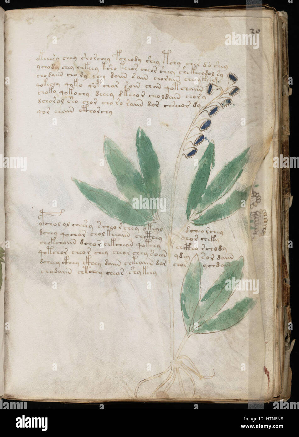 The Voynich Manuscript, an enigmatic text, features mysterious ...