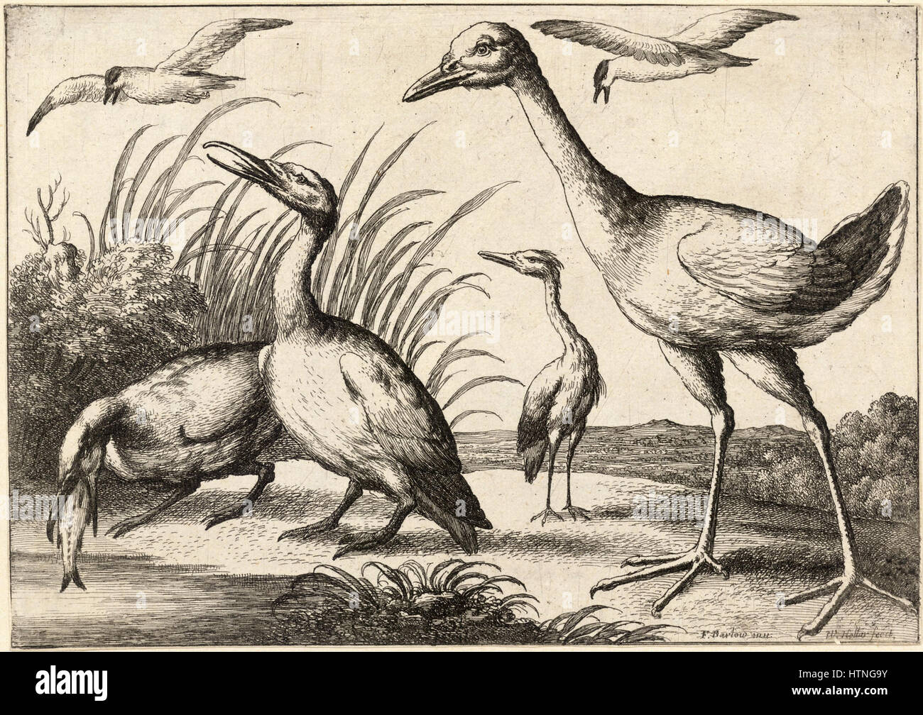 Wenceslas Hollar - Water-birds (State 1 Stock Photo - Alamy