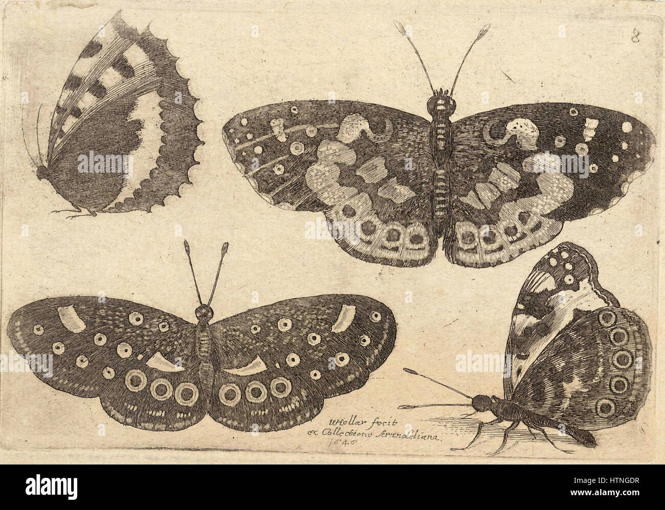 Wenceslas Hollar’s 'Four Butterflies' is a detailed etching showcasing ...