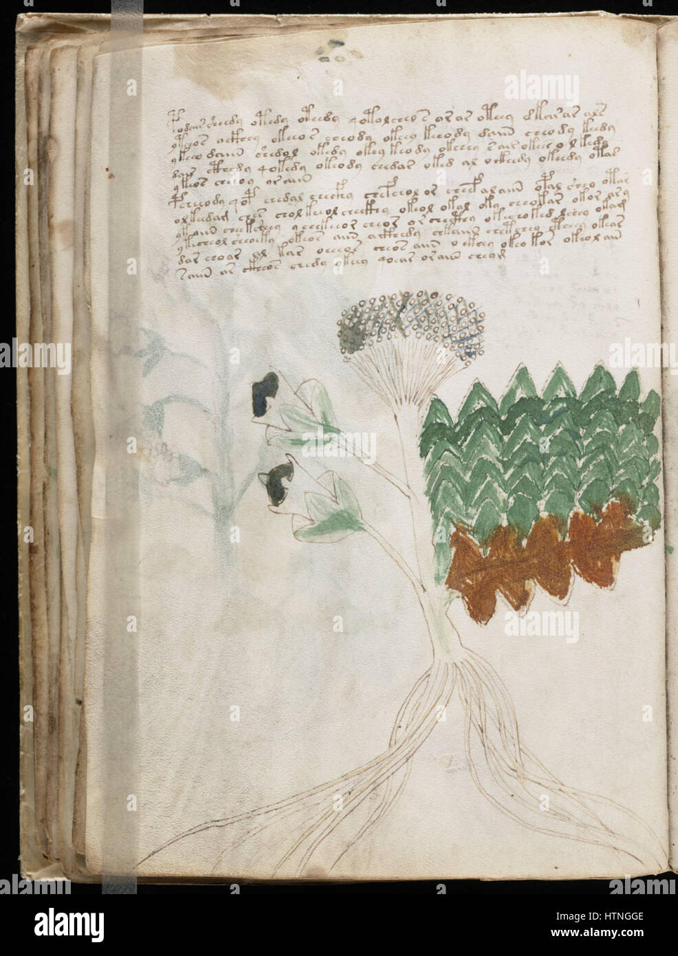 The Voynich Manuscript, folio 62, is a page from an enigmatic medieval ...