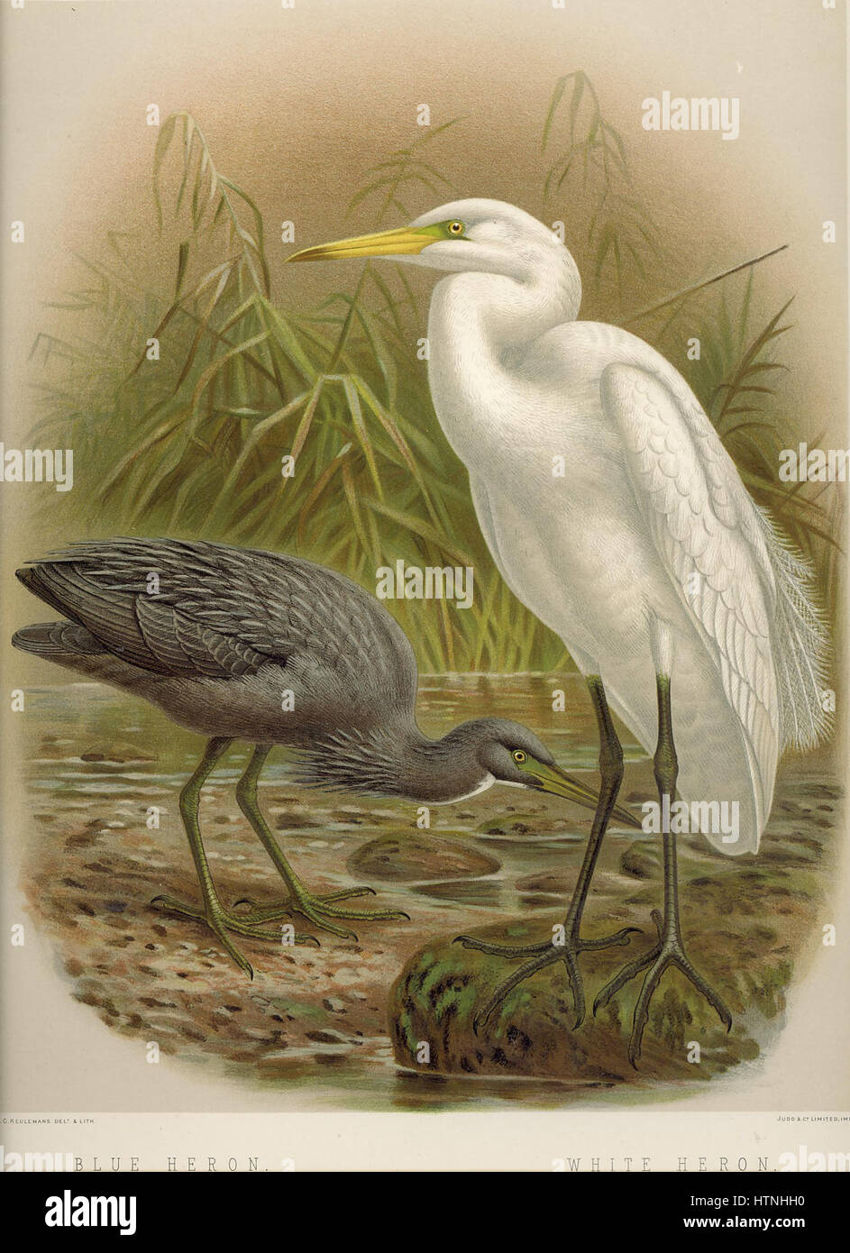 NZ Blue & White Herons Stock Photo - Alamy