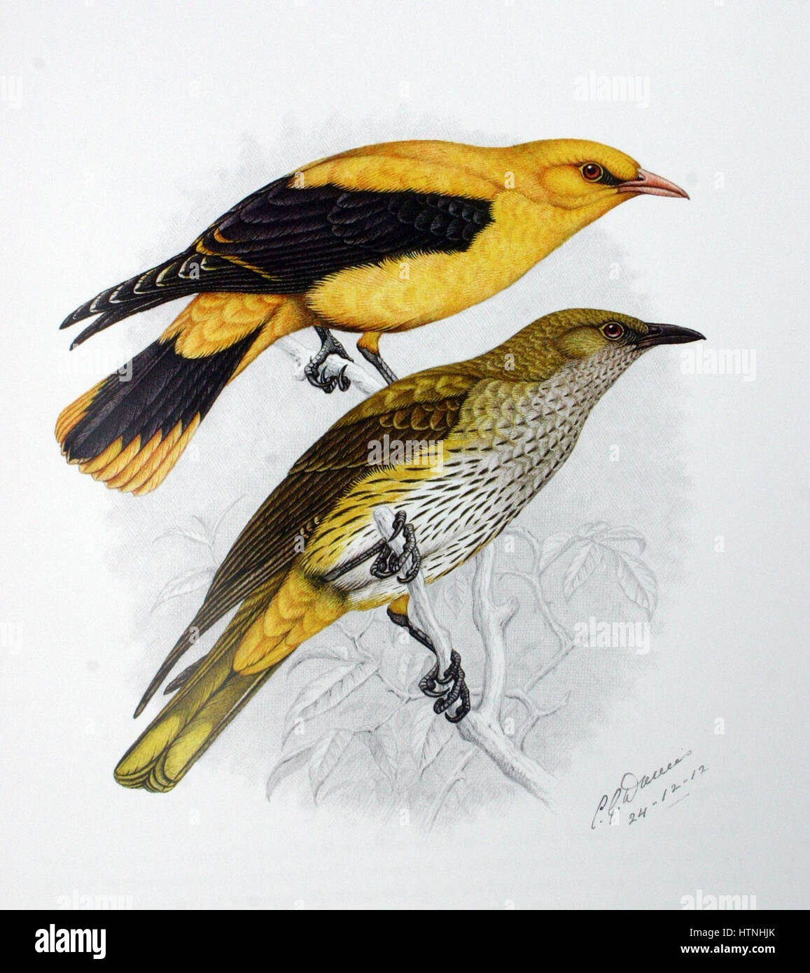 'Oriolus oriolus,' the Eurasian golden oriole, is depicted in this ...