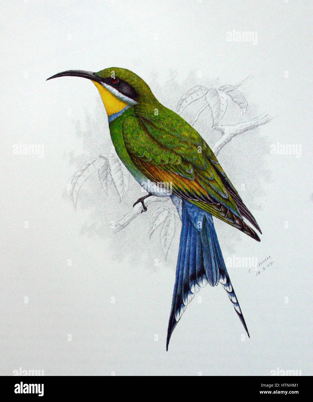 Other flying insects hi-res stock photography and images - Alamy