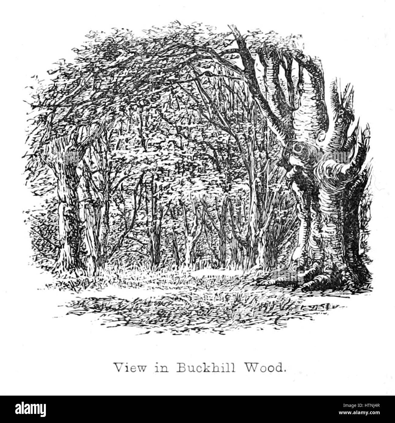 The New Forest its history and its scenery - page 276 Stock Photo - Alamy
