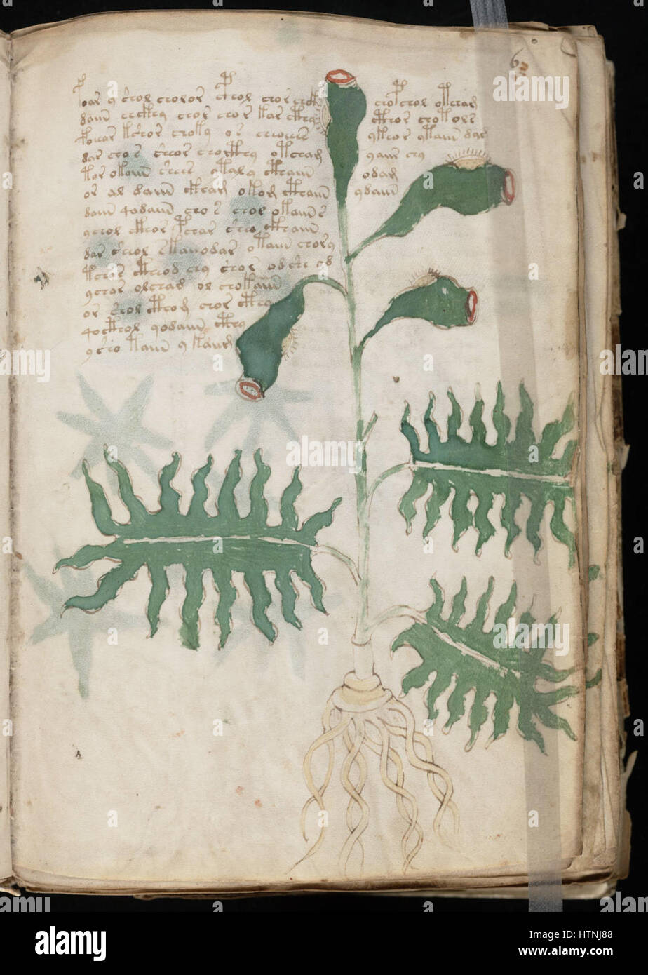 Voynich Manuscript (13 Stock Photo - Alamy