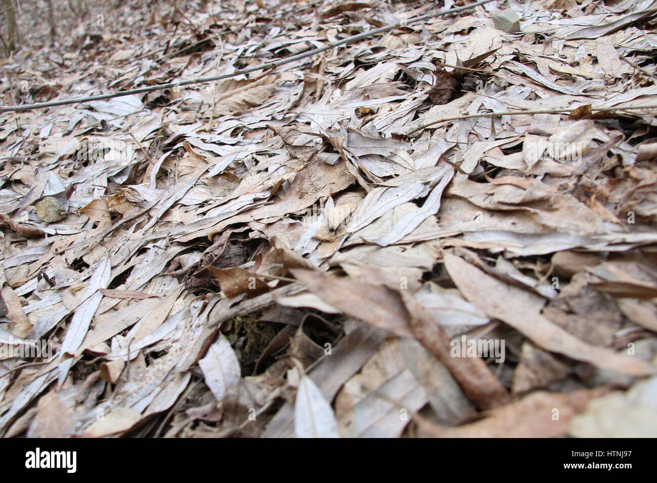 Background Texture Of Fallen Leaves In A Forest Stock Photo - Alamy