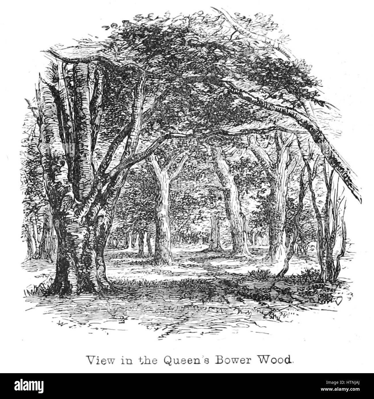 The New Forest its history and its scenery - page 084 Stock Photo - Alamy