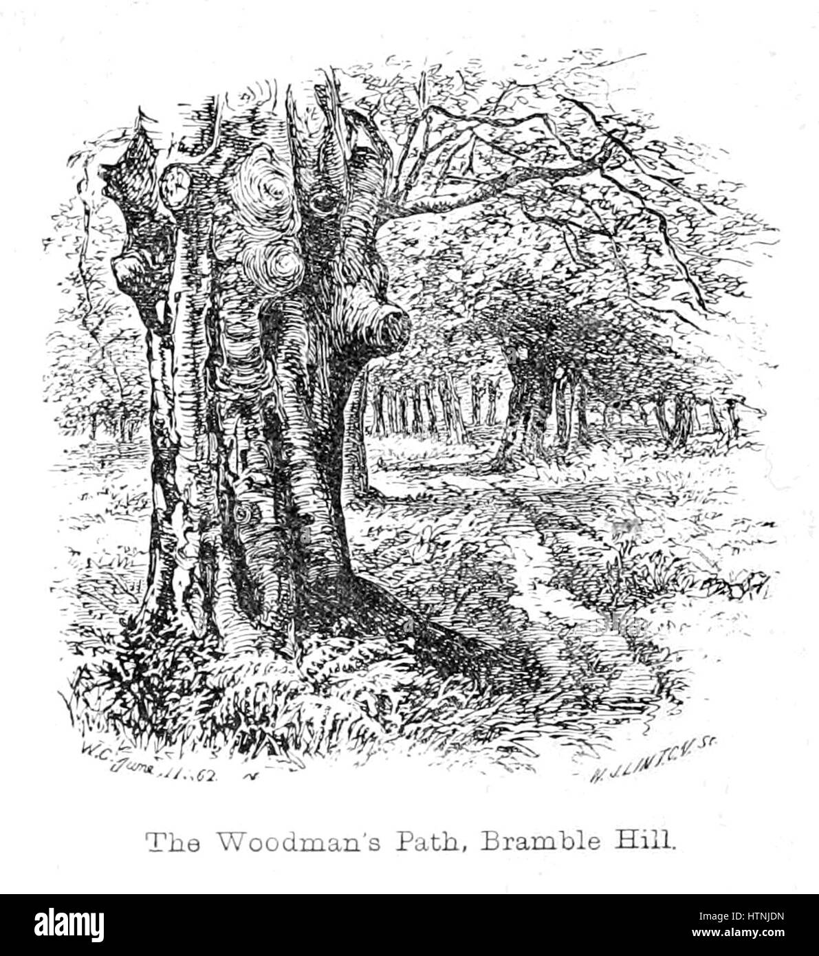 The New Forest in southern England has a rich history dating back to ...