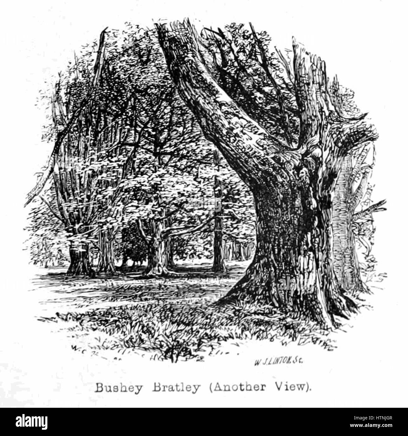 The New Forest its history and its scenery - page 195 Stock Photo - Alamy