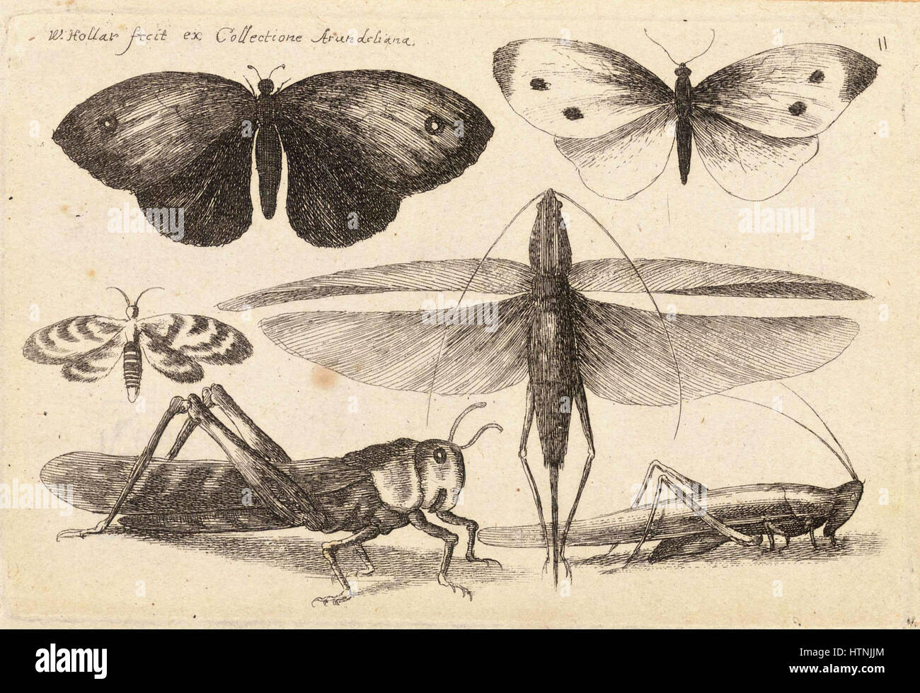 Six insects hi-res stock photography and images - Alamy