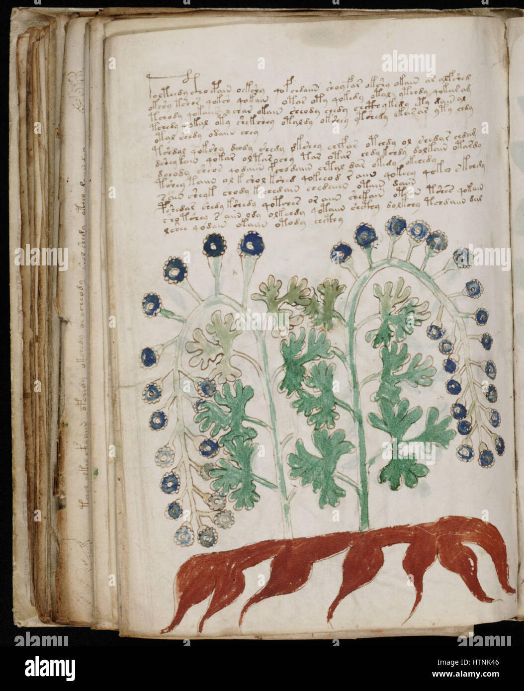 The Voynich Manuscript, a mysterious and undeciphered text, is known ...