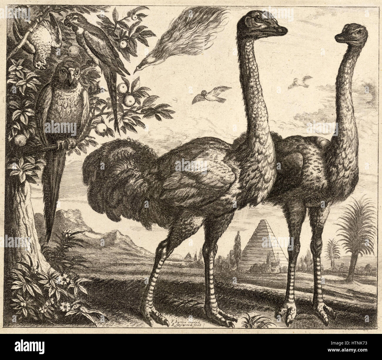 Detailed depiction features two birds hi-res stock photography and ...