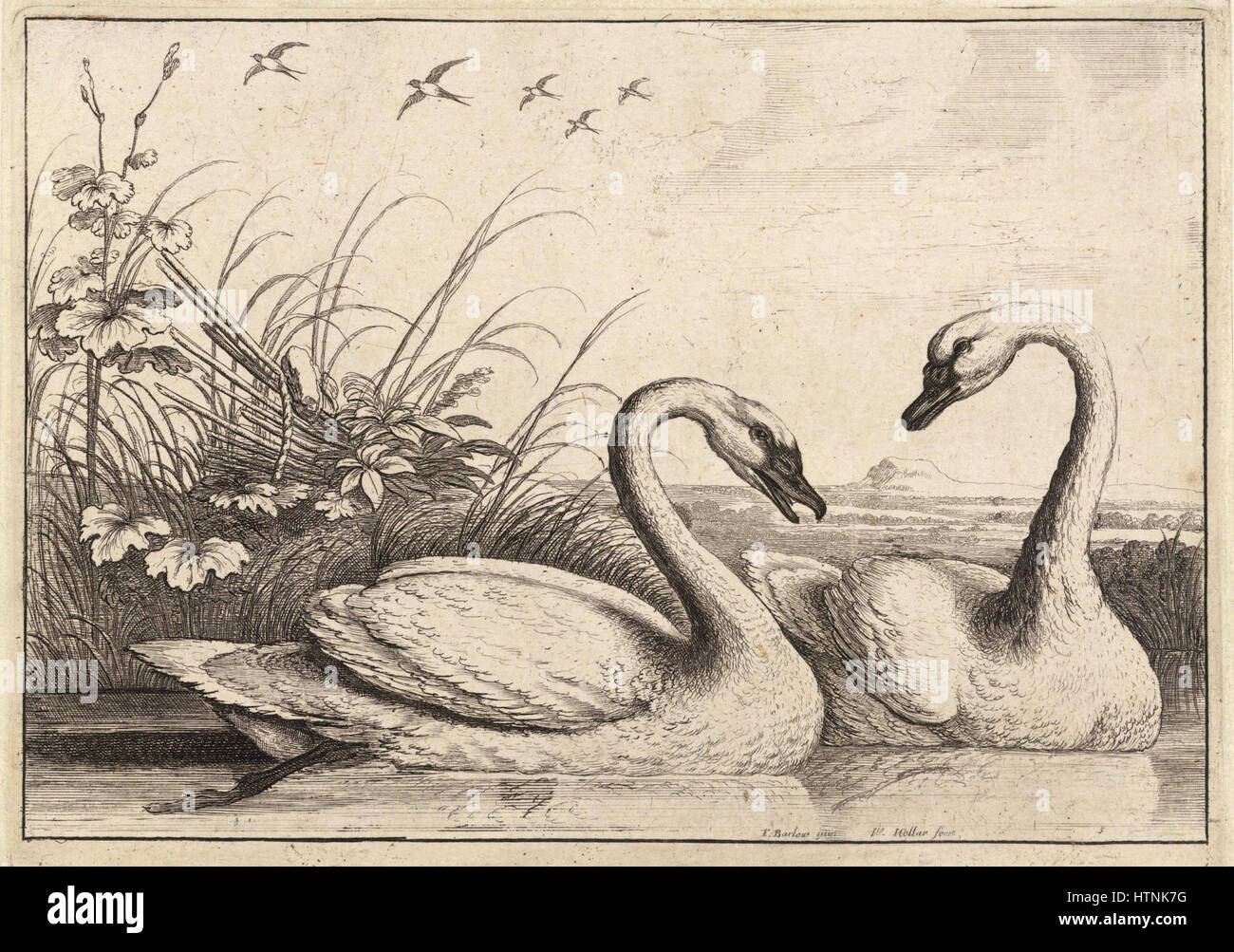 Two swans drawing hi-res stock photography and images - Alamy