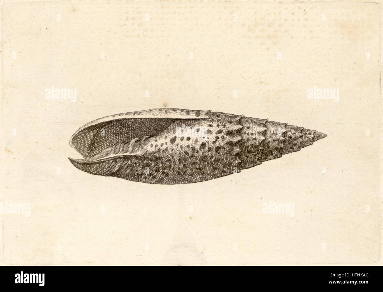 Wenceslas Hollar’s *Mitra papalis* engraving represents the papal tiara, showcasing Hollar’s ...