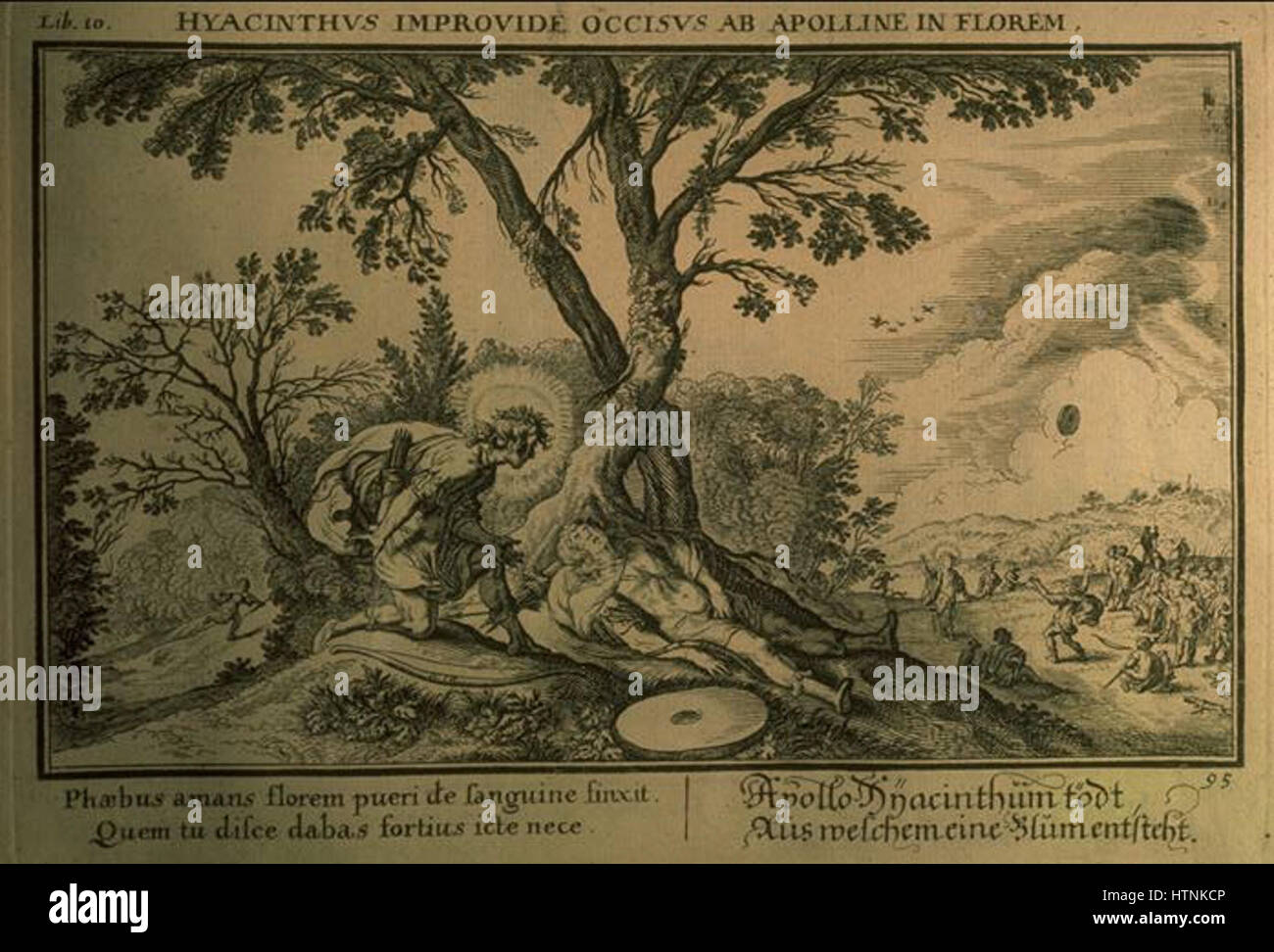 Bauer - Apollo Hyacinth Stock Photo - Alamy