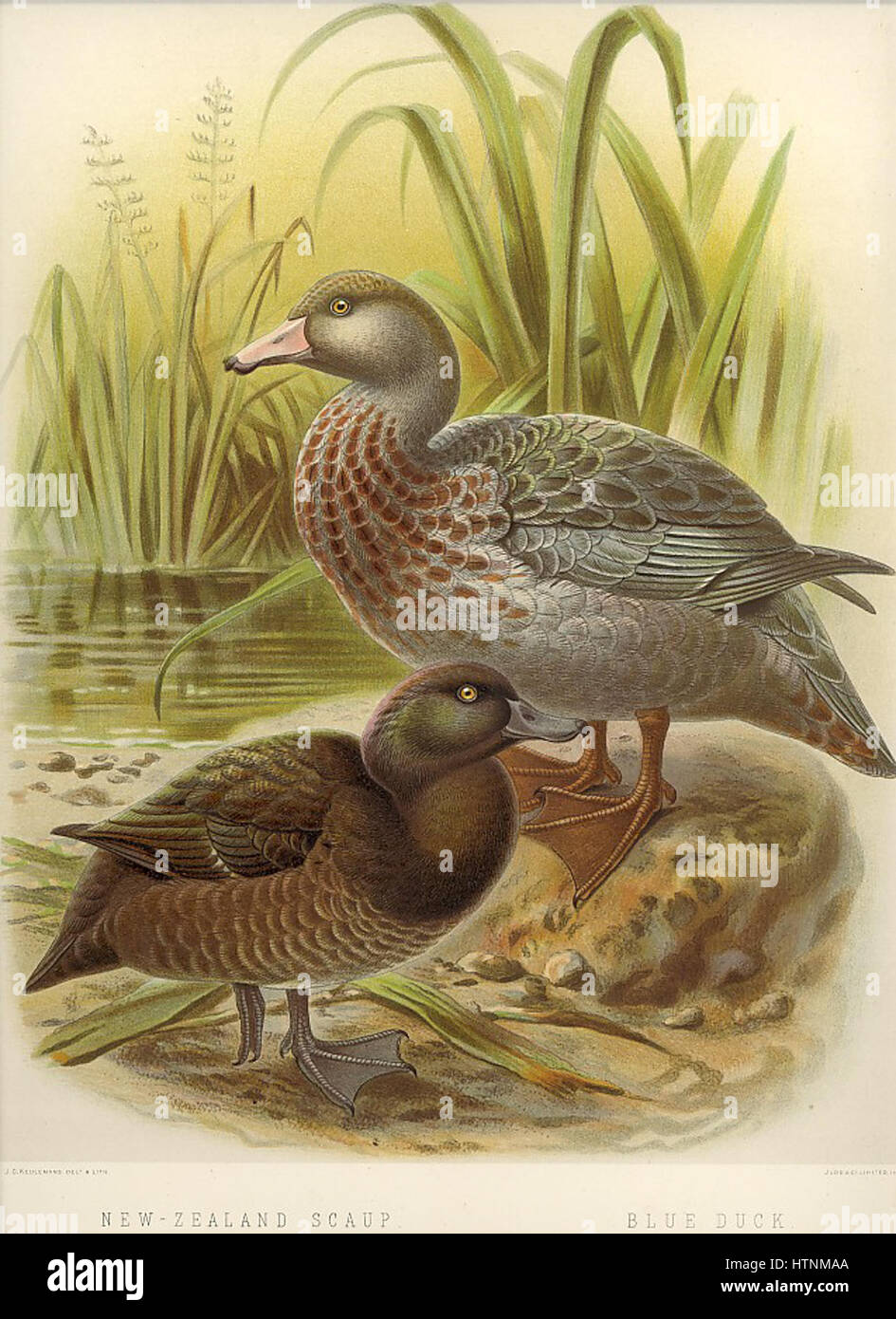 Native ducks hi-res stock photography and images - Alamy