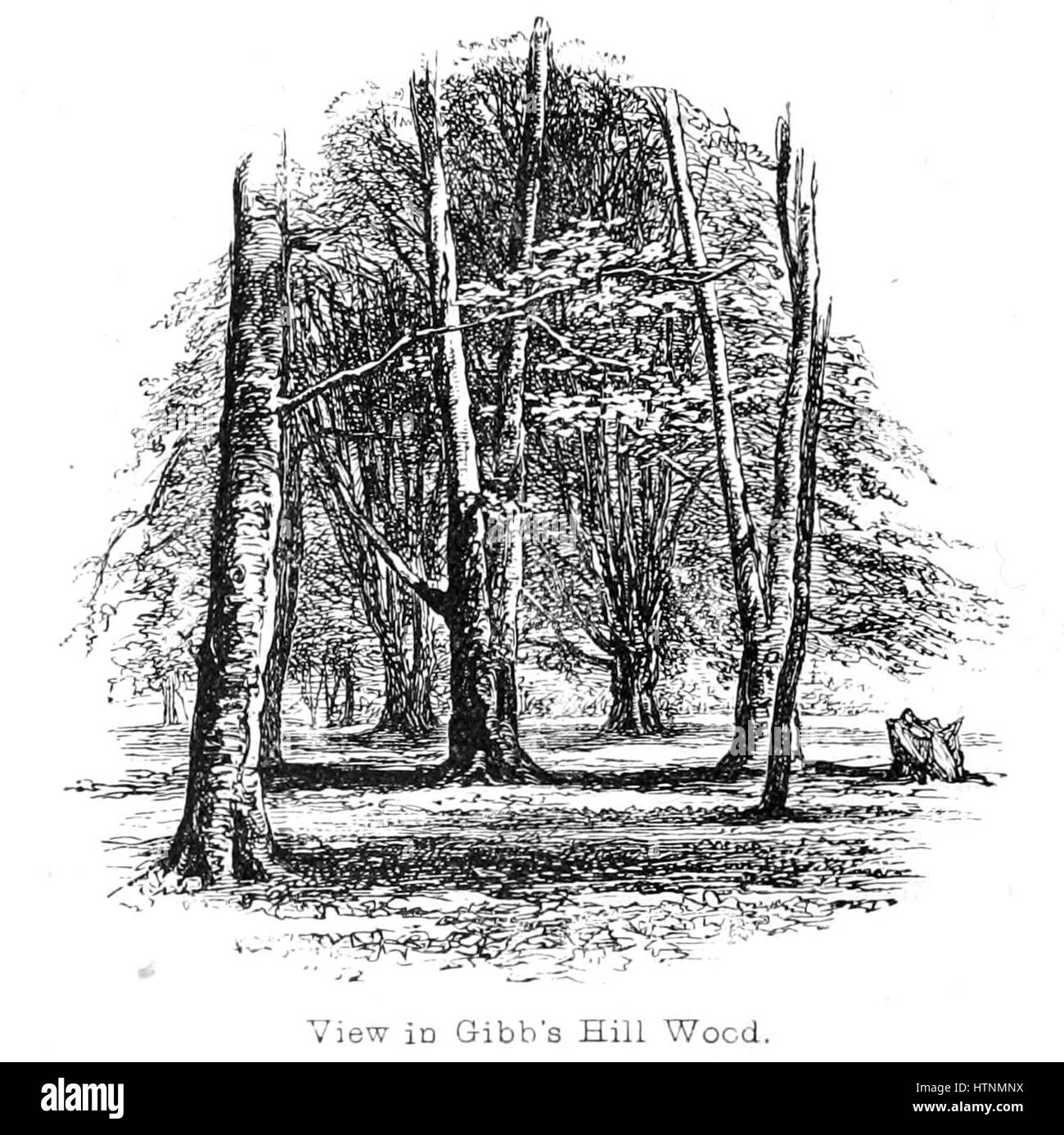 This page from 'The New Forest: Its History and Its Scenery' delves ...