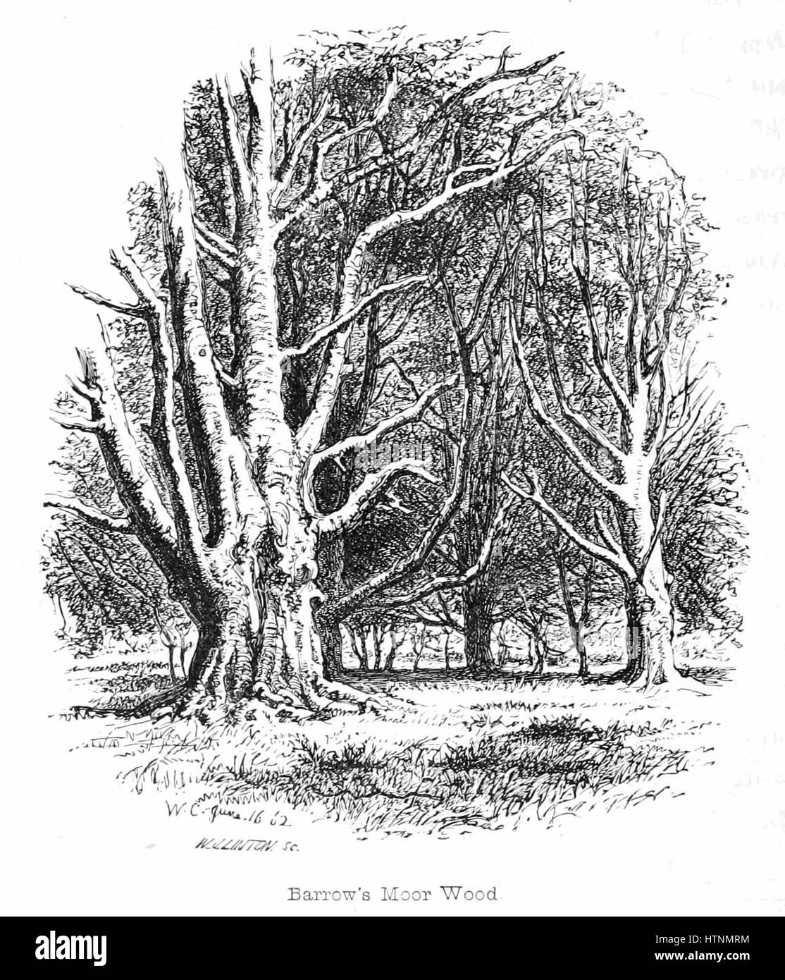 The New Forest its history and its scenery - page 250 Stock Photo - Alamy