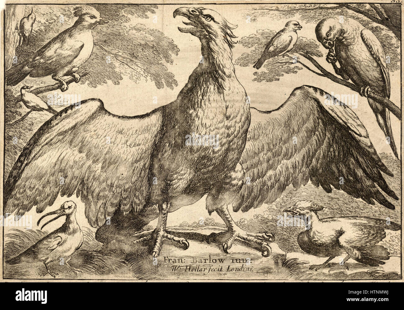 Wenceslas Hollar - Eagle (State 5 Stock Photo - Alamy