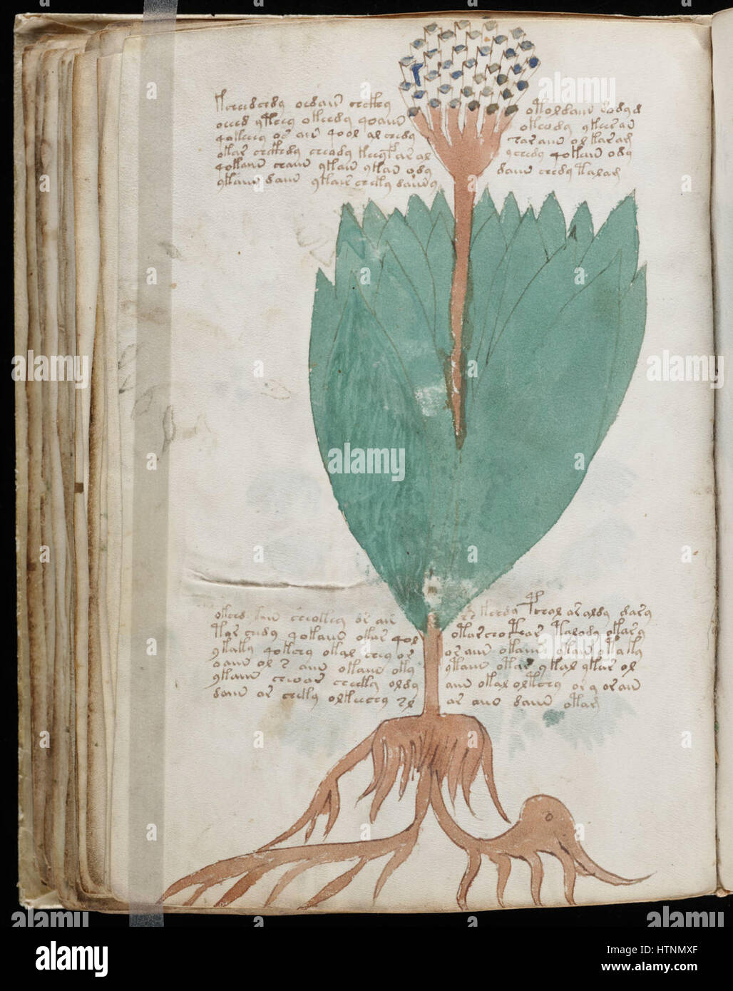 The Voynich Manuscript is a mysterious and undeciphered text that ...