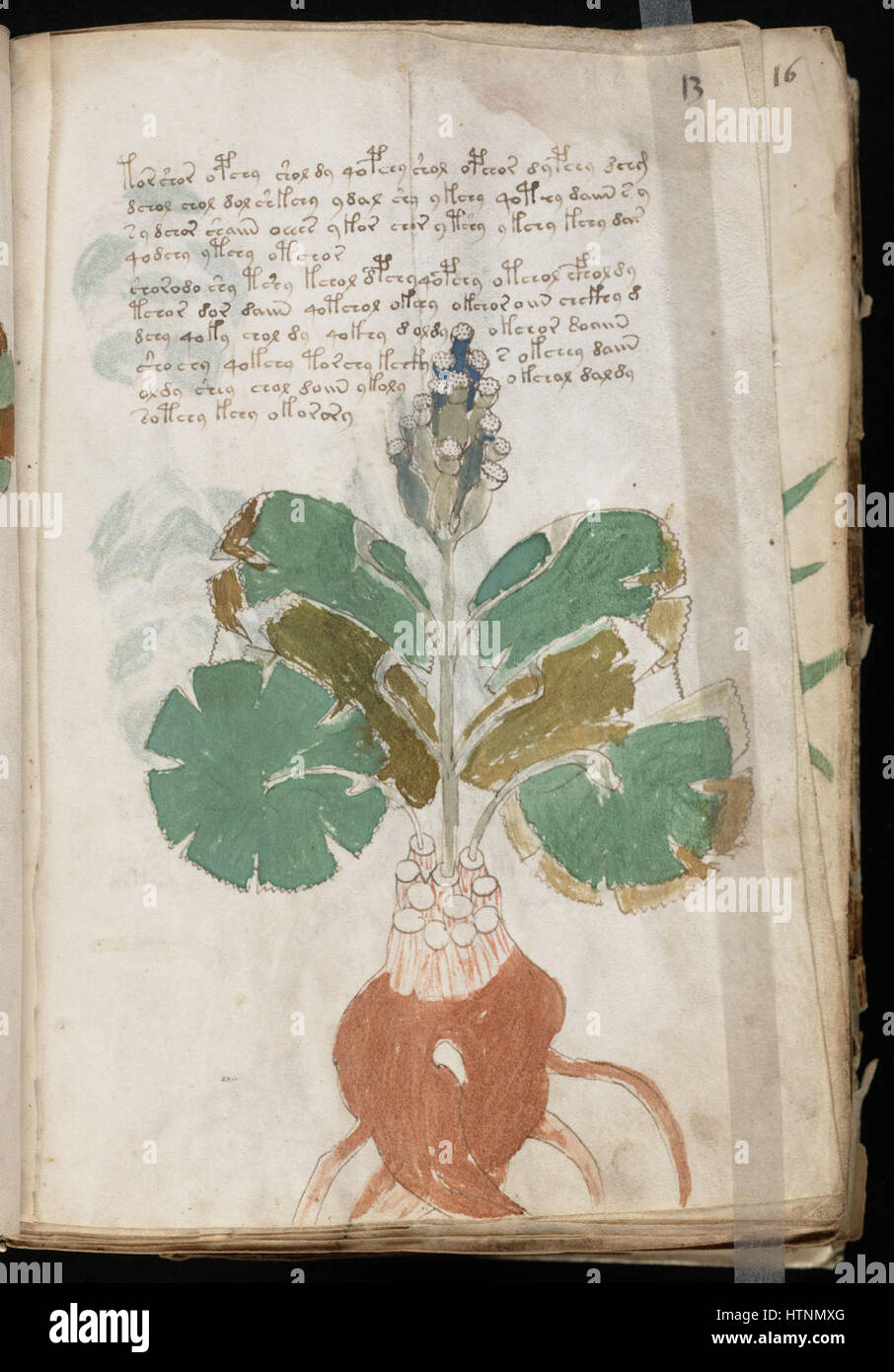 The Voynich Manuscript, a mysterious and undeciphered work, contains ...