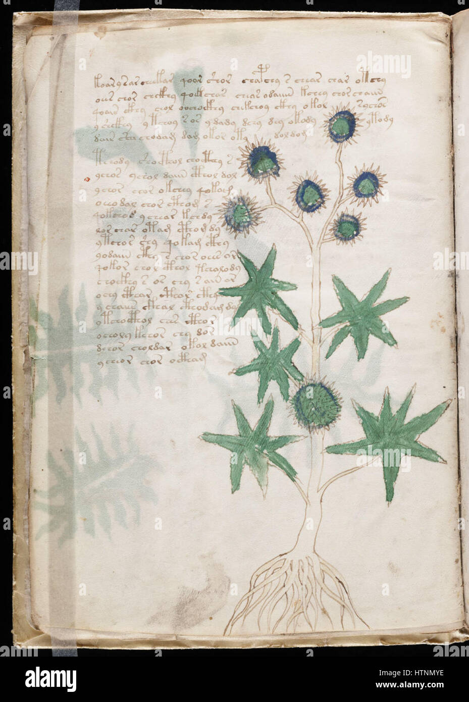 The Voynich Manuscript is an enigmatic and mysterious manuscript ...