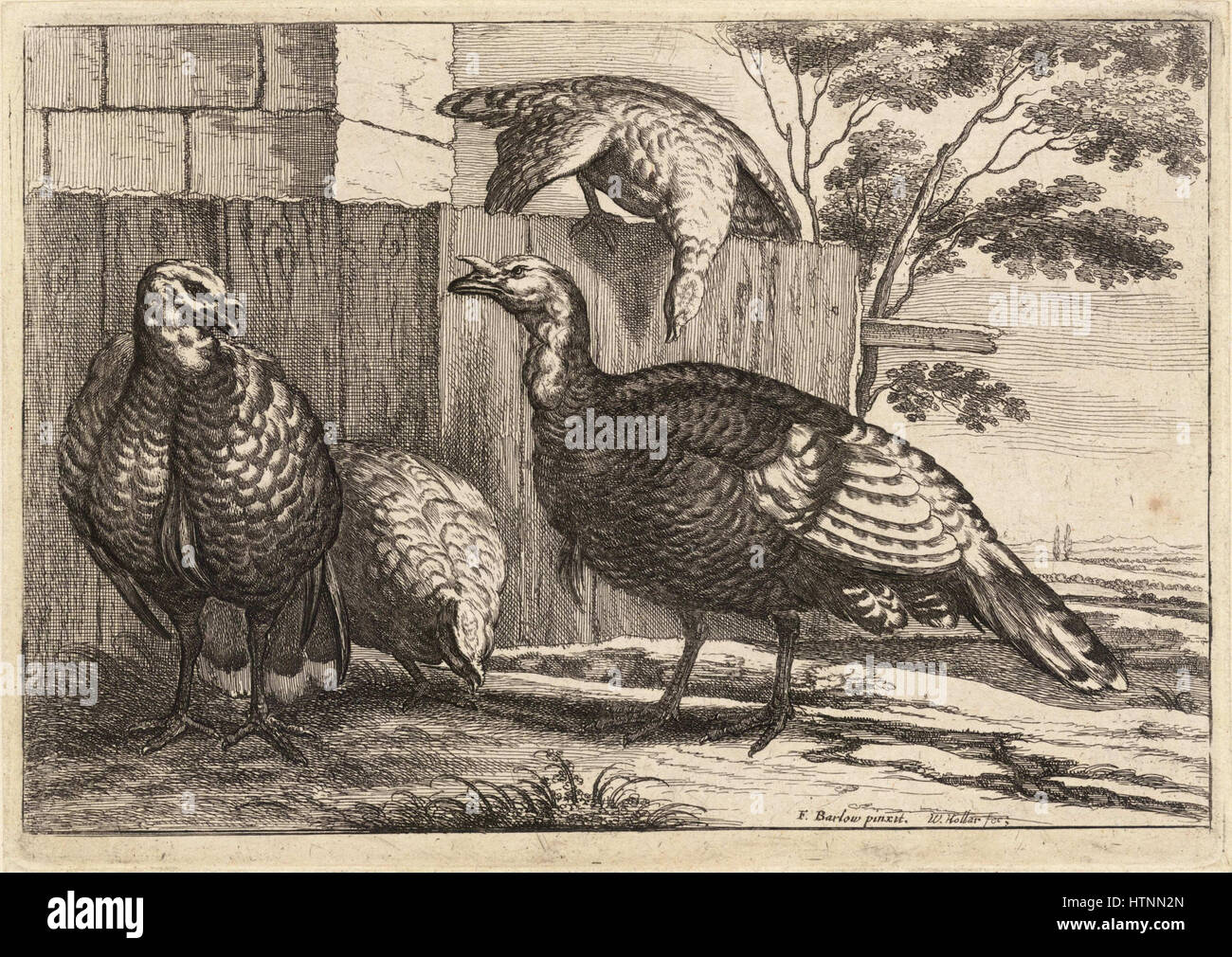 Four turkeys hi-res stock photography and images - Alamy