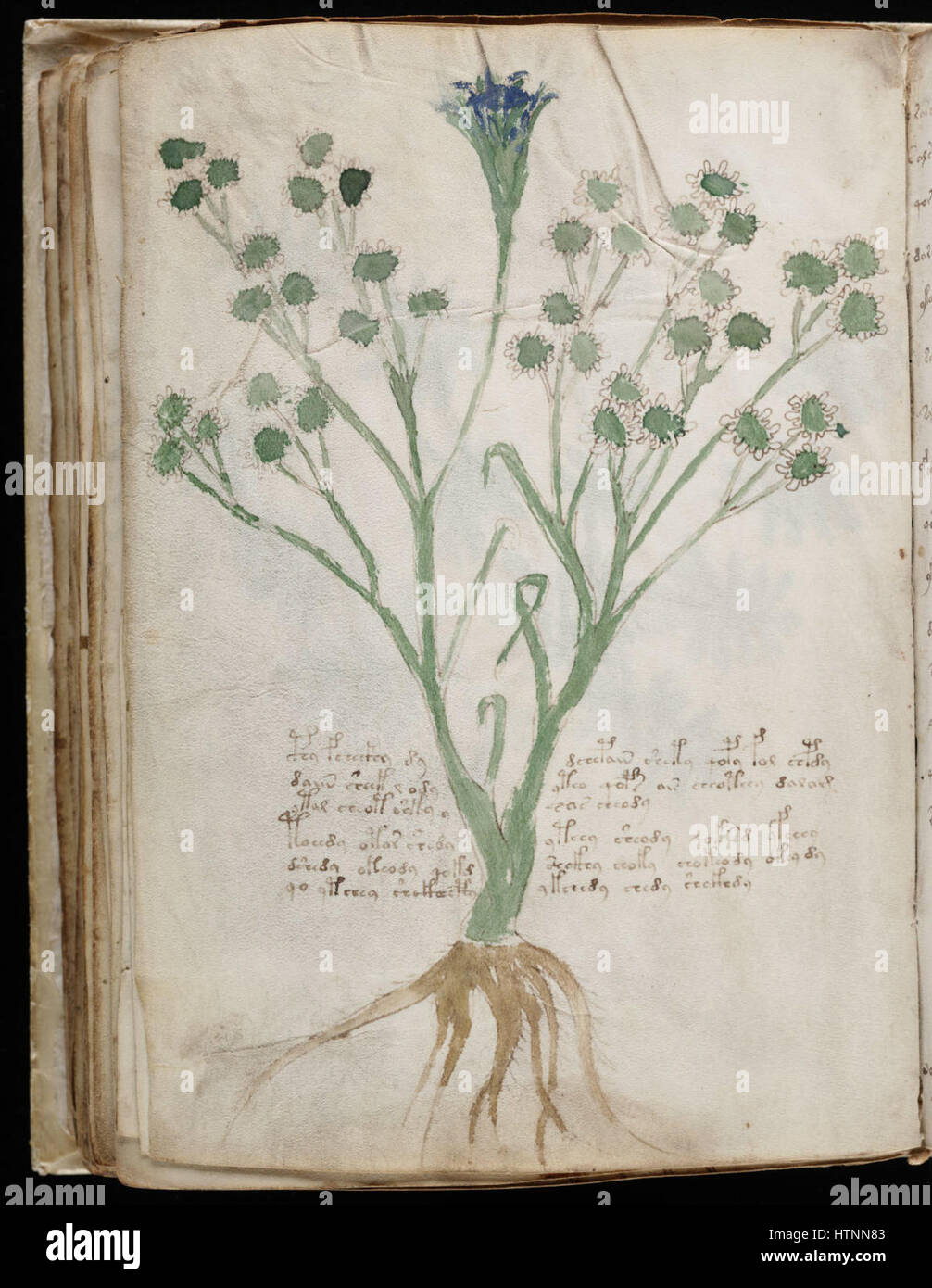 The Voynich Manuscript is a mysterious and undeciphered text, dating ...