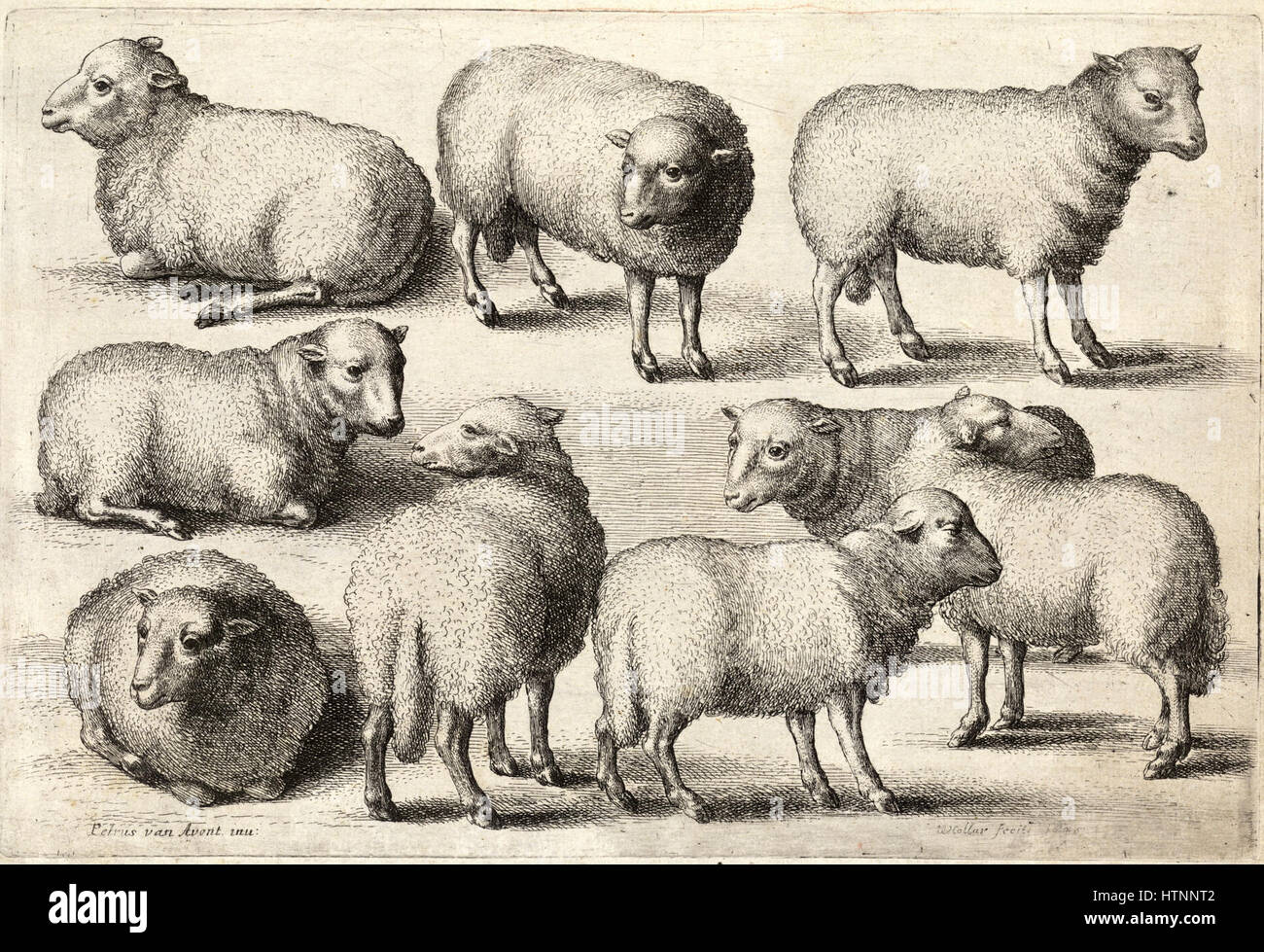 Nine sheep hi-res stock photography and images - Alamy